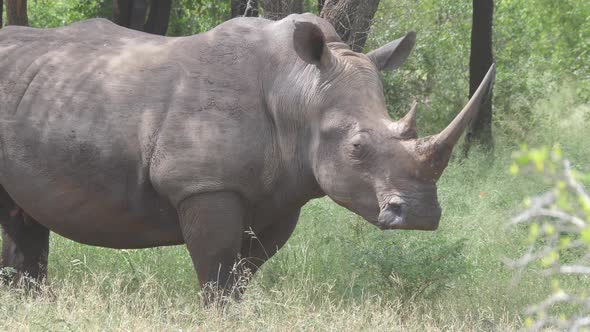 Close up from a Rhino looking towards the camera, Stock Footage | VideoHive