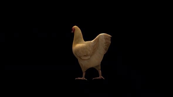 Chicken Walk View Back Side, Motion Graphics | VideoHive