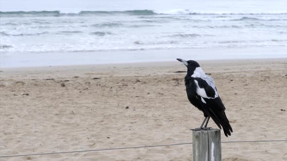 SLOW MOTION Australian Magpie Singing At The Beach On A Fence Post ...