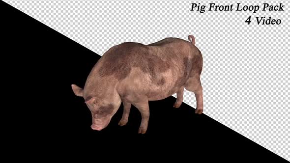 Pig Loop Pack, Motion Graphics | VideoHive