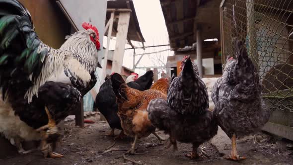 Chickens Running in Slow Motion Rear View, Stock Footage | VideoHive