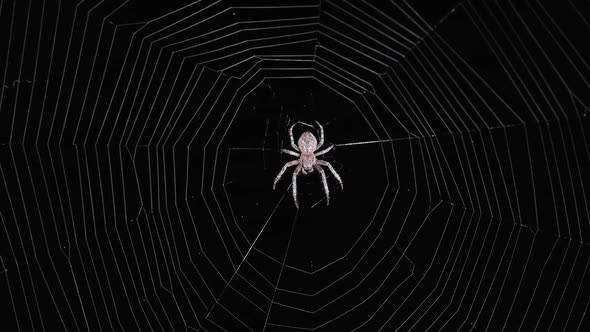 Spider on Web at Night by Kokhanchikov | VideoHive
