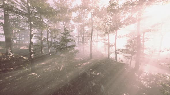 FPV Flight Scene of Cinematic Autumn Season Forest, Motion Graphics