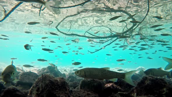 Fish swimming in very clear and transparent shallow water. Swarm of ...