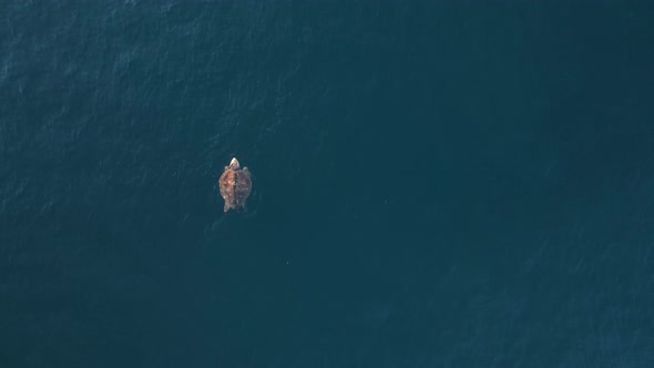 High drone view looking down at a sea turtle as in gracefully floats on ...