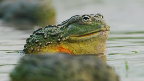 Close Up Of Colorful Bullfrog Attract Females Expanding Its Throat ...