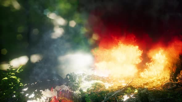Wind Blowing on a Flaming Trees During a Forest Fire, Motion Graphics