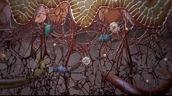 3D Microbiology Animation of Immunology of the skin, Motion Graphics