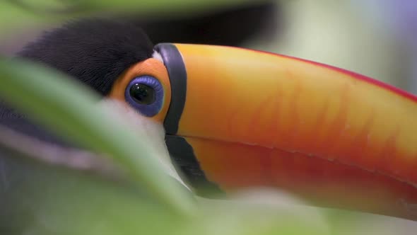 Extreme close up of a toco toucan looking curiously surrounded by ...
