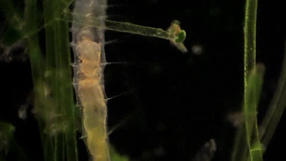 The microscopic segmented annelid, Stylaria., Stock Footage | VideoHive