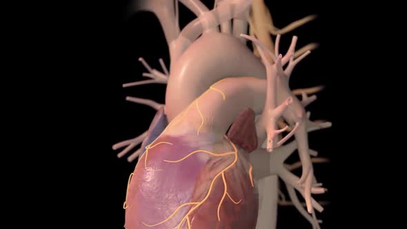Innervation of the heart is the nerve network responsible for the ...