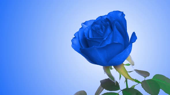 Amazing Bright Blue Rose Flower Opening on Blue Background, Stock Footage