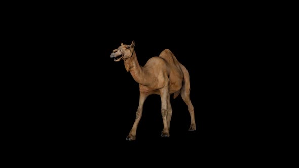 Camel Walk Front, Motion Graphics | VideoHive