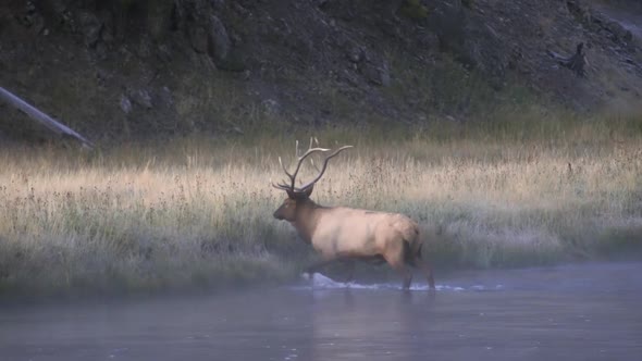 Bull Elk climbing out of river at dawn, Stock Footage | VideoHive
