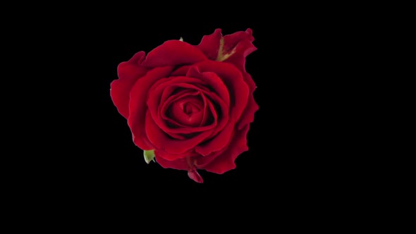 Time-lapse of opening El Toro rose, top view, Stock Footage | VideoHive