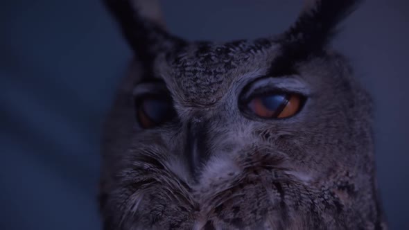 Eagle owl blinking in extreme slow motion, Stock Footage | VideoHive