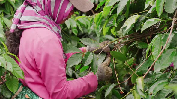 Picking Coffee Cherries By Hand, Stock Footage | VideoHive