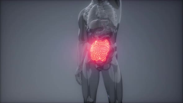 Human Small Intestine Radiology Exam, Motion Graphics | VideoHive