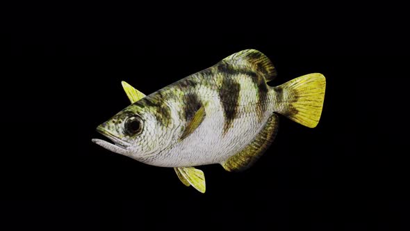 Archerfish View From Front Side, Motion Graphics | VideoHive