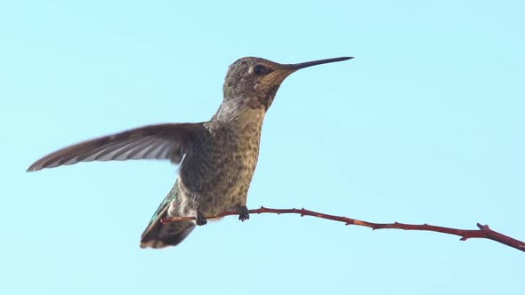 Hummingbird Landing Slow Motion, Stock Footage | VideoHive