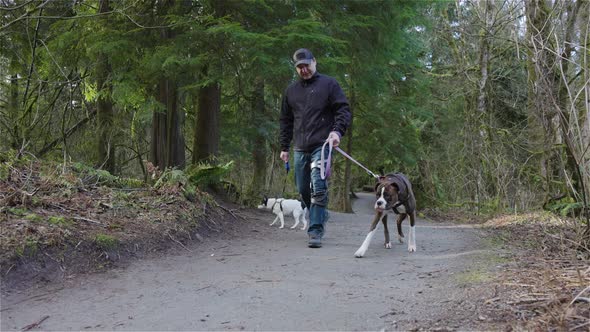 Man Walking Dogs on the Hiking Trail, Stock Footage | VideoHive