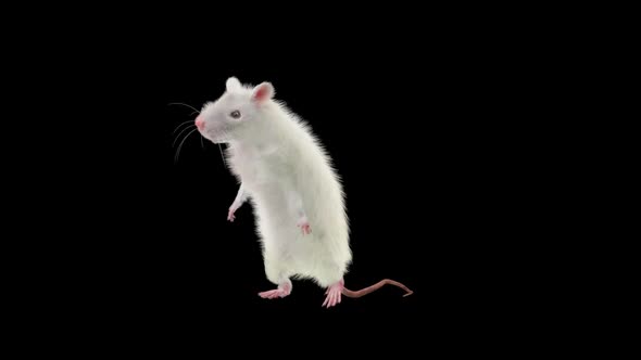 Rat Dancing Hd, Motion Graphics | VideoHive