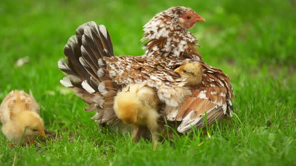 Chickens Are Hiding Under Mom Chicken, Stock Footage | VideoHive
