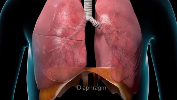 The diaphragm is a structure in the body made of muscle and tendon that ...