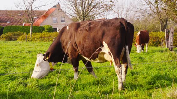 cow electronic identification neckband responder, Stock Footage | VideoHive