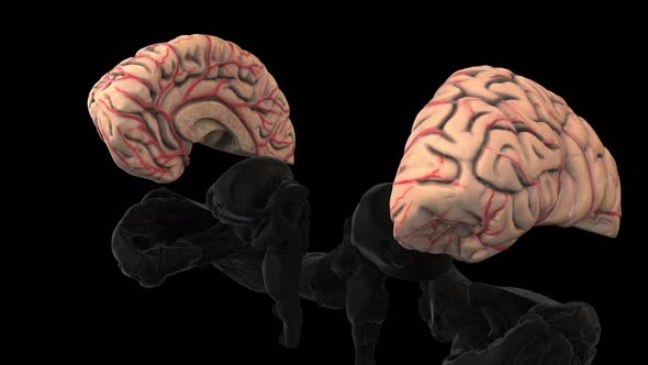 Size Intracranial Brain Structure Frontal Parietal Rotation Zoom Out ...