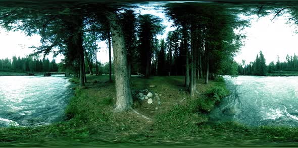 360 VR Virtual Reality of a Wild Forest. Pine Forest, Small Fast, Cold ...