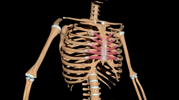 Transversus Thoracis Muscles On Skeleton, Motion Graphics | VideoHive