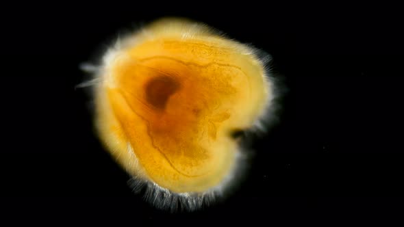 Entoprocta Larva Under a Microscope, a Type of Protostomia Animals ...