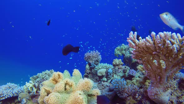 Fish Scenery, Stock Footage | VideoHive