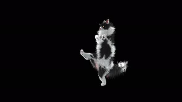 Cat Dancing 4KHive, Motion Graphics | VideoHive