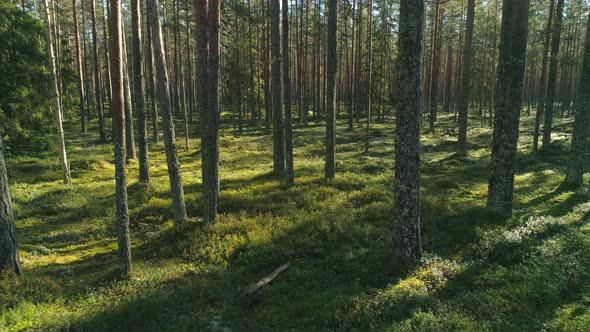 Forest Tracking Shot Moving Left, Stock Footage | VideoHive