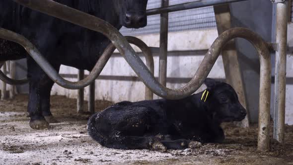 Cute black baby angus calf lying on the ground, large mother angus ...