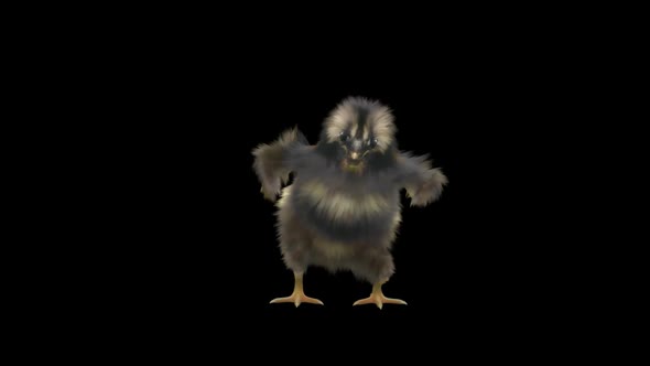 25 Baby Chicks Dancing HD, Motion Graphics | VideoHive