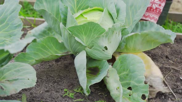 Harvesting Process of White Cabbage with Root in Slow Motion, Stock Footage