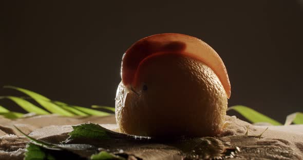 Homeless Snail Crawling Slowly on a Fruit and the Organs are Visible ...