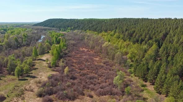 A Huge Thicket of Coniferous Green Forest and Empty Field, Stock Footage
