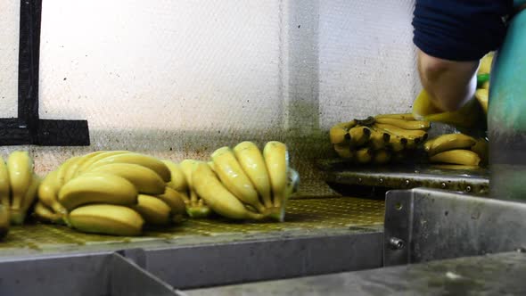 Banana During Packing Process, Banana on Conveyor Belt on Packing Line ...