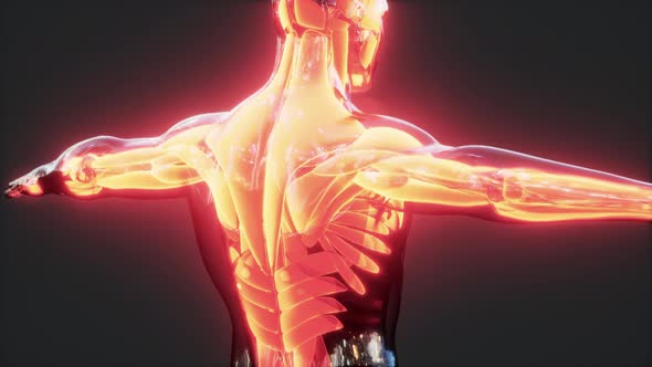 Digital Scan of Human Muscular System, Motion Graphics | VideoHive