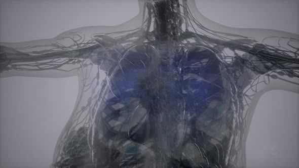 Anatomy Tomography Scan of Human Body, Motion Graphics | VideoHive