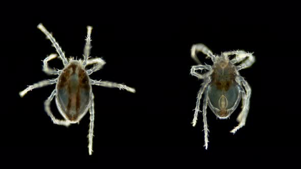 Suborder Prostigmata Acari (Mite) Under a Microscope, Stock Footage