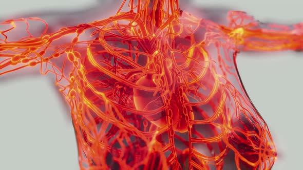 Human Circulatory System Medical Scan, Motion Graphics | VideoHive