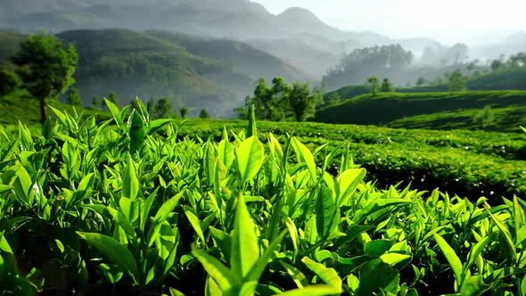 Young Green Tea Leaves on the Tea Bush Close Up in Munnar, Kerala State ...