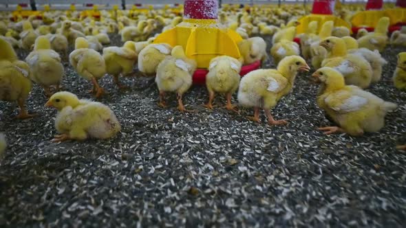 Lots of chickens in the hangar. Chickens for fattening on modern ...