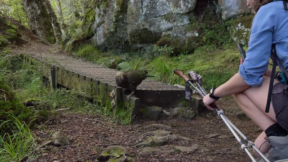 Cheeky Kea bird interacting with female hiker, Fiordland New Zealand ...