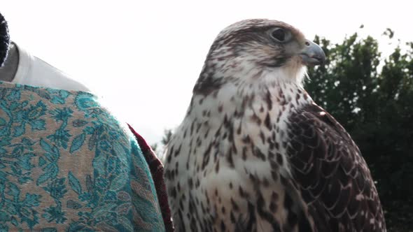 falcon and falconer during an explanation on training falcons by MarkStock